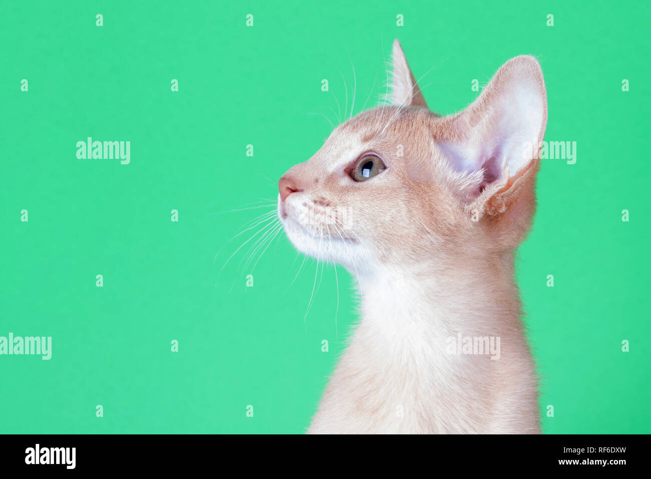 An little abyssinian fawn cat, kitty on a green background Stock Photo ...