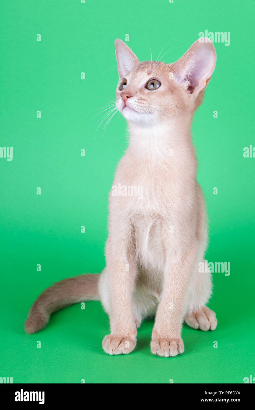 An little abyssinian fawn cat, kitty on a green background Stock Photo ...