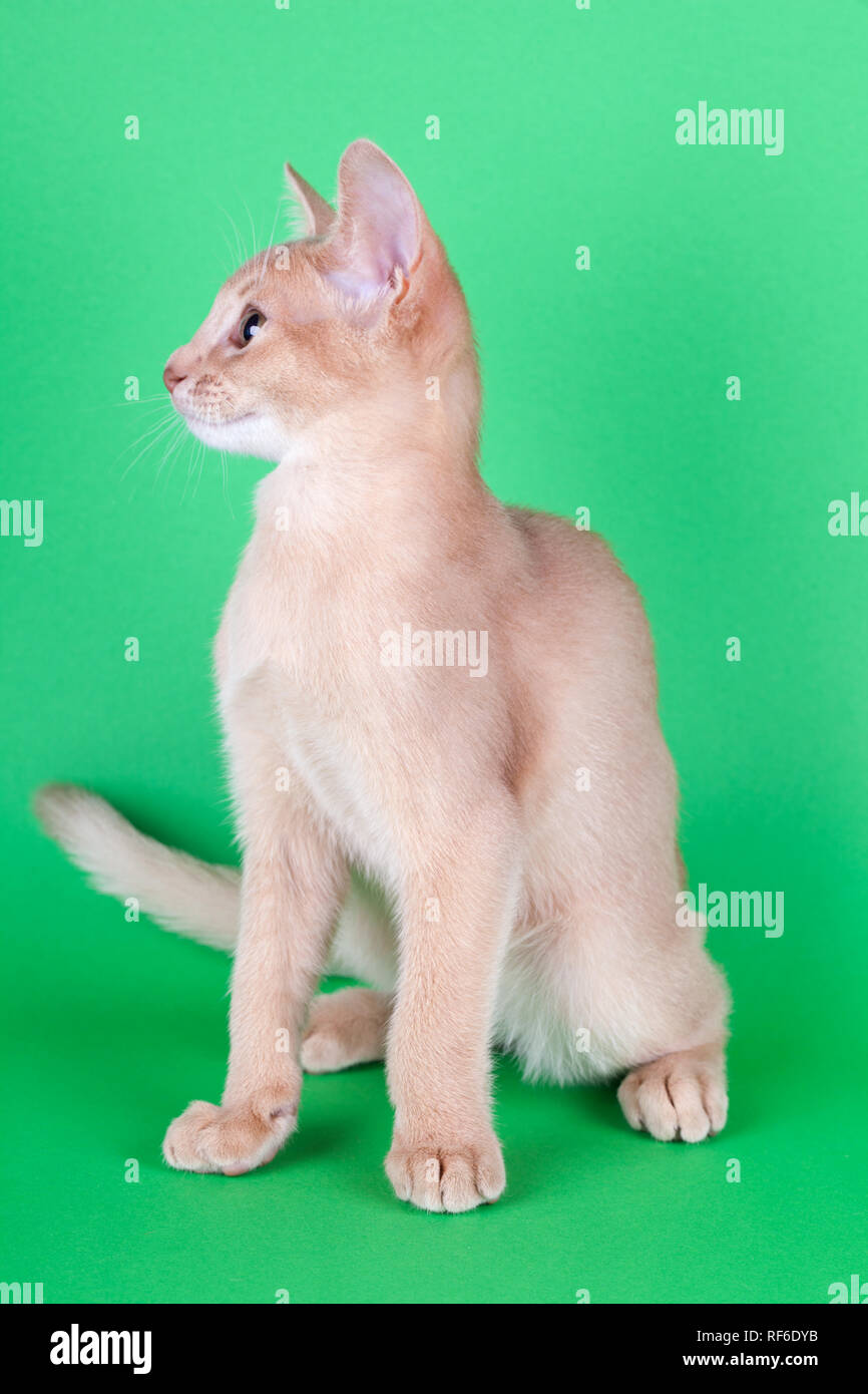 An little abyssinian fawn cat, kitty on a green background Stock Photo ...