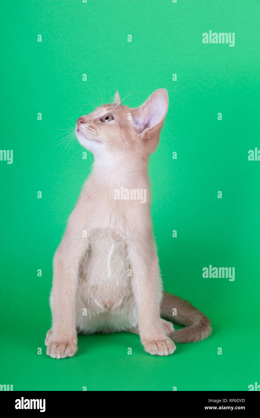 An little abyssinian fawn cat, kitty on a green background Stock Photo ...