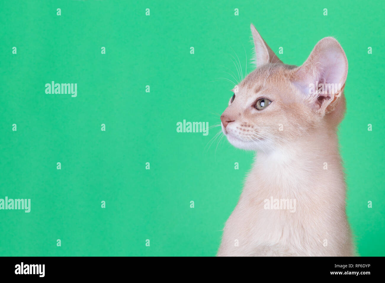An little abyssinian fawn cat, kitty on a green background Stock Photo ...