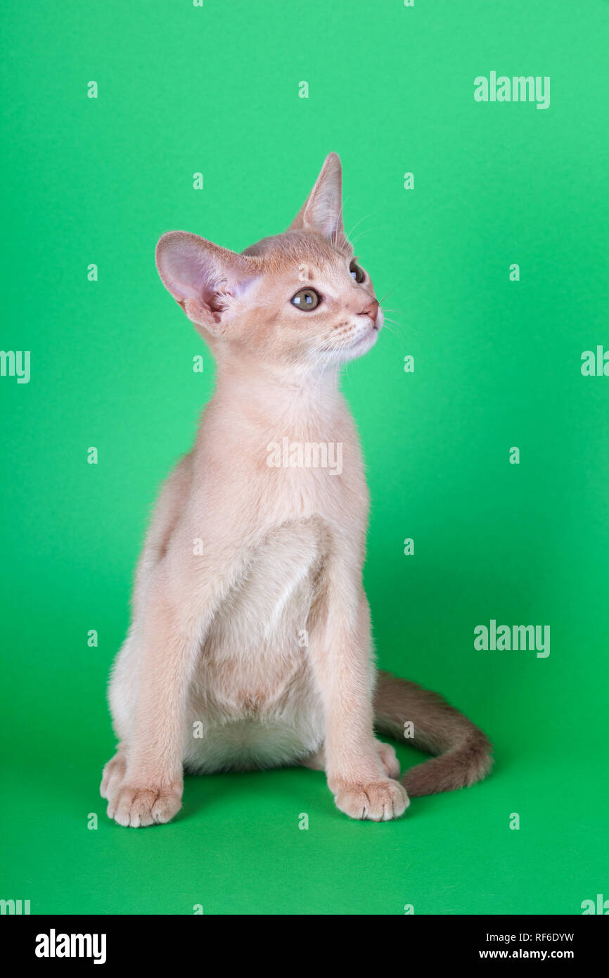 Fawn cat hi-res stock photography and images - Alamy