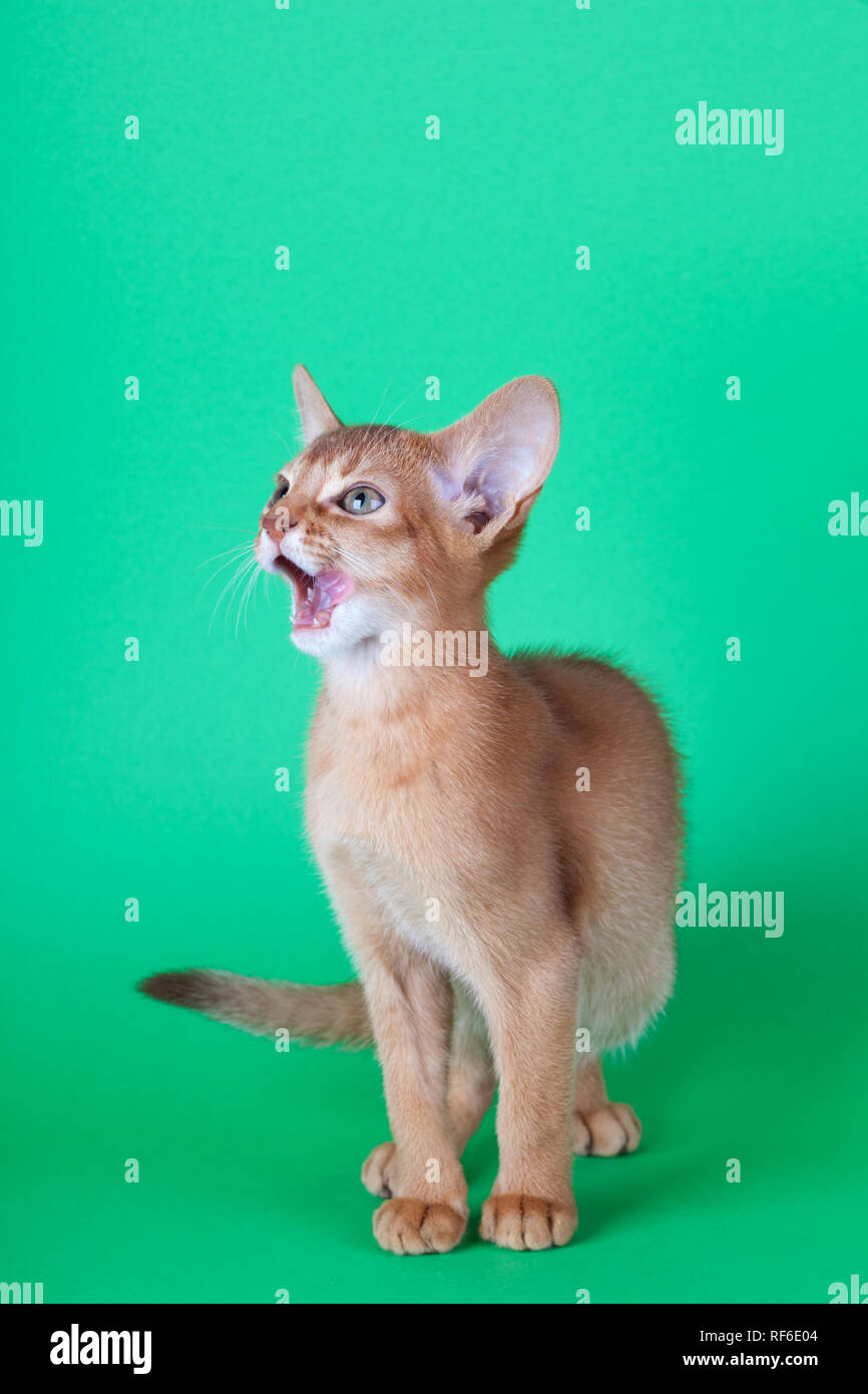 An little abyssinian sorrel cat, kitty on a green background Stock ...