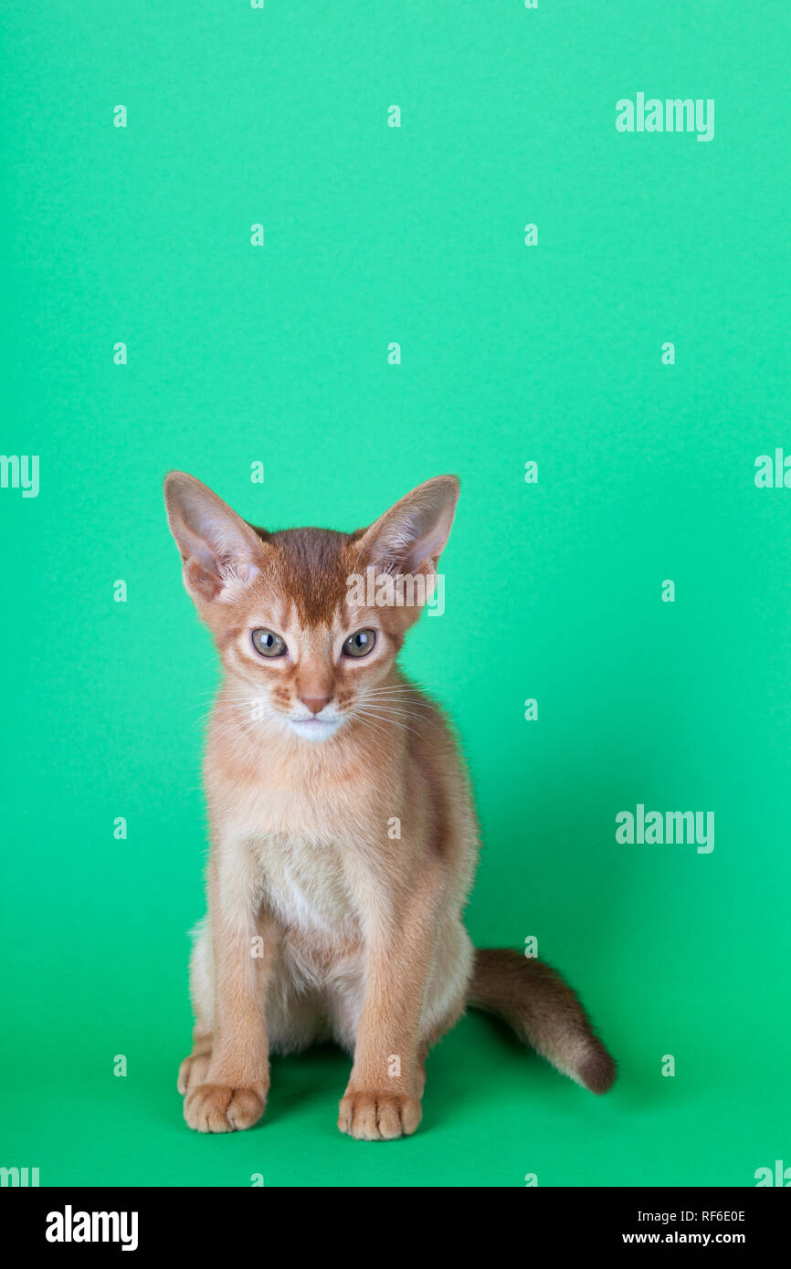 An little abyssinian sorrel cat, kitty on a green background Stock ...