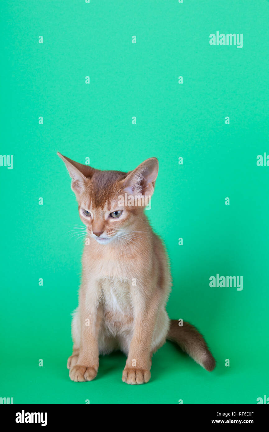 An little abyssinian sorrel cat, kitty on a green background Stock ...