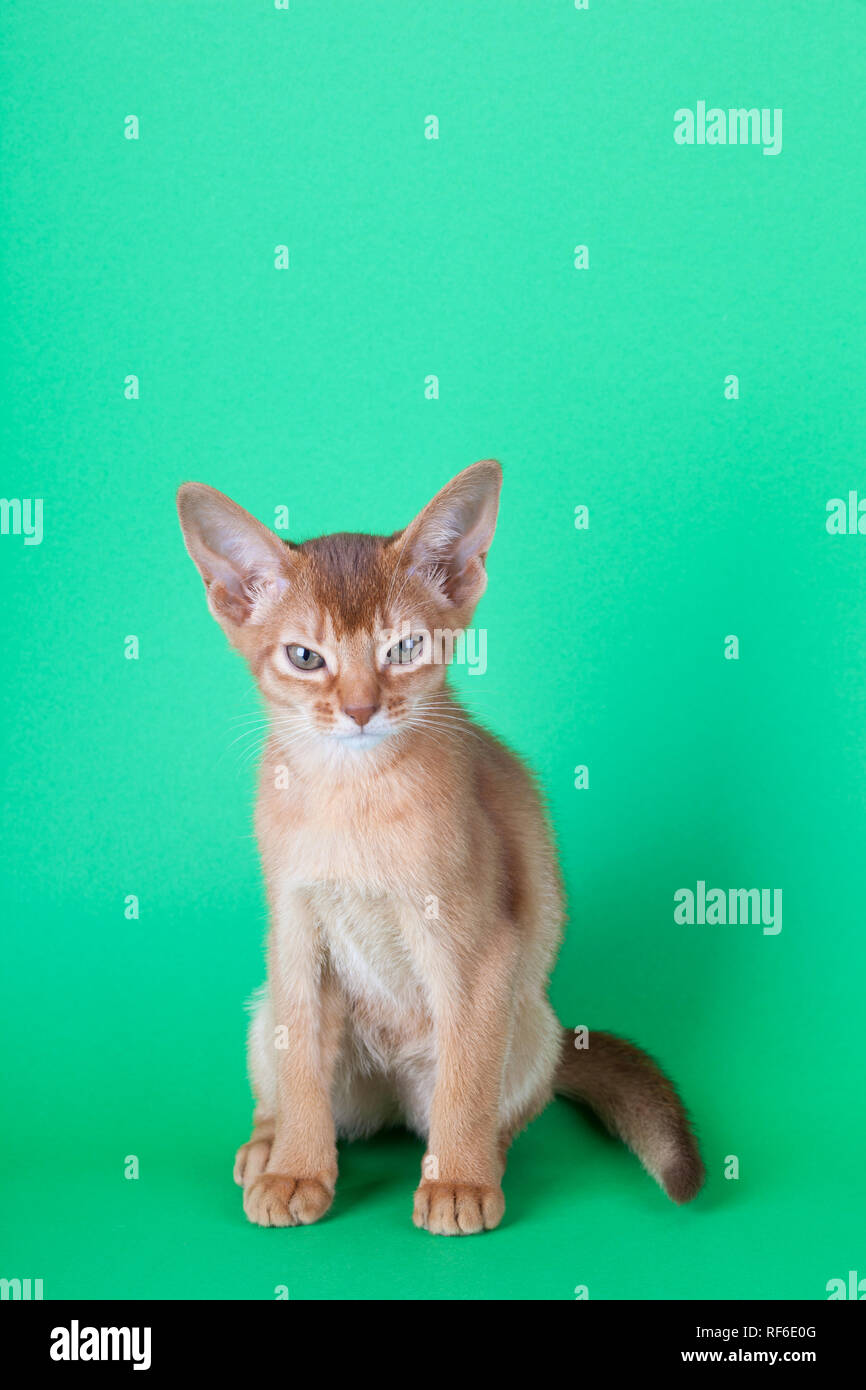 An little abyssinian sorrel cat, kitty on a green background Stock ...