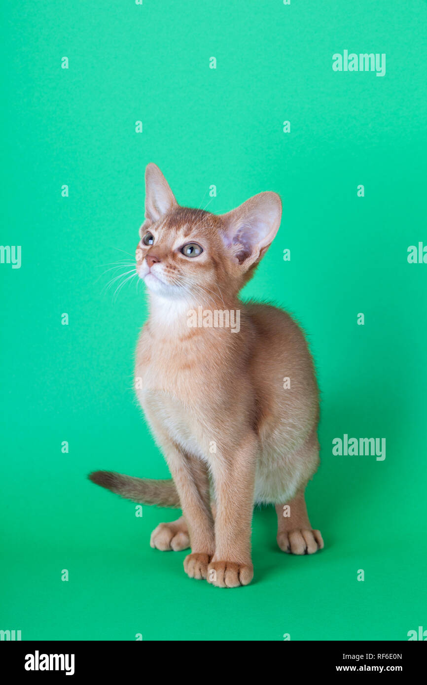 An little abyssinian sorrel cat, kitty on a green background Stock ...
