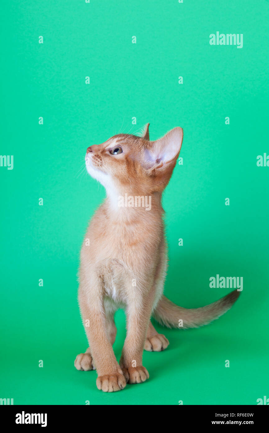 An little abyssinian sorrel cat, kitty on a green background Stock ...