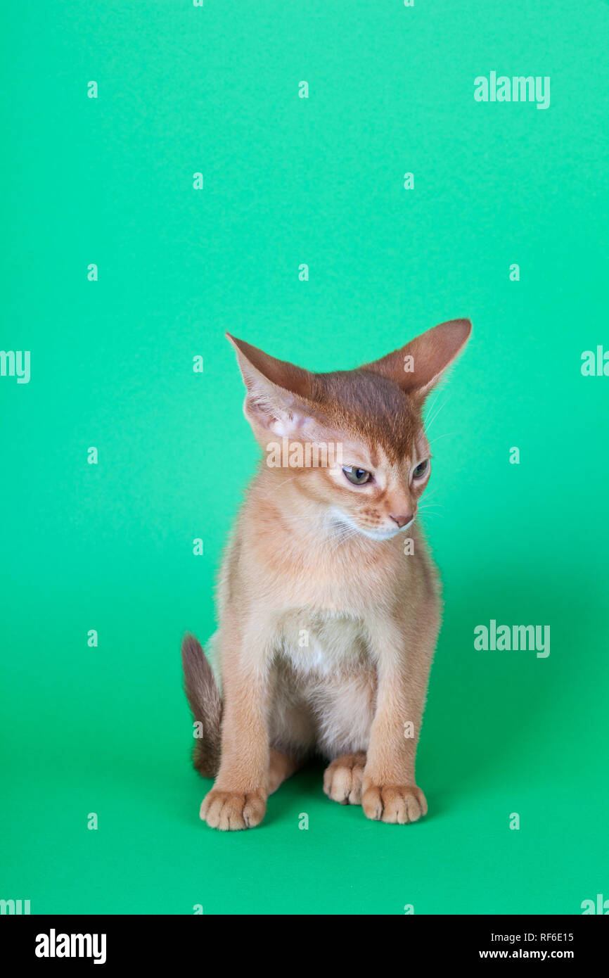 An little abyssinian sorrel cat, kitty on a green background Stock ...