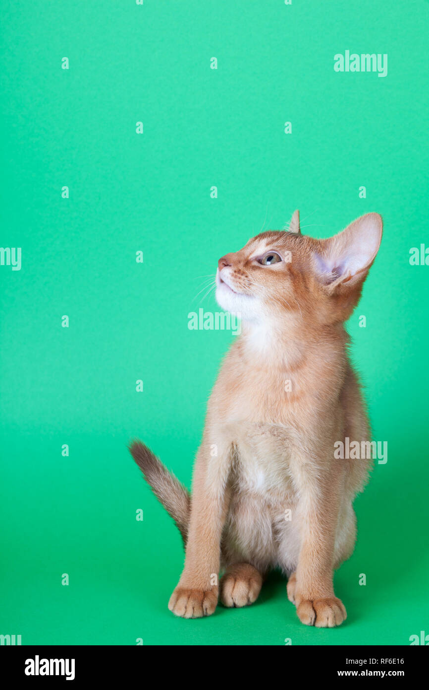 An little abyssinian sorrel cat, kitty on a green background Stock ...
