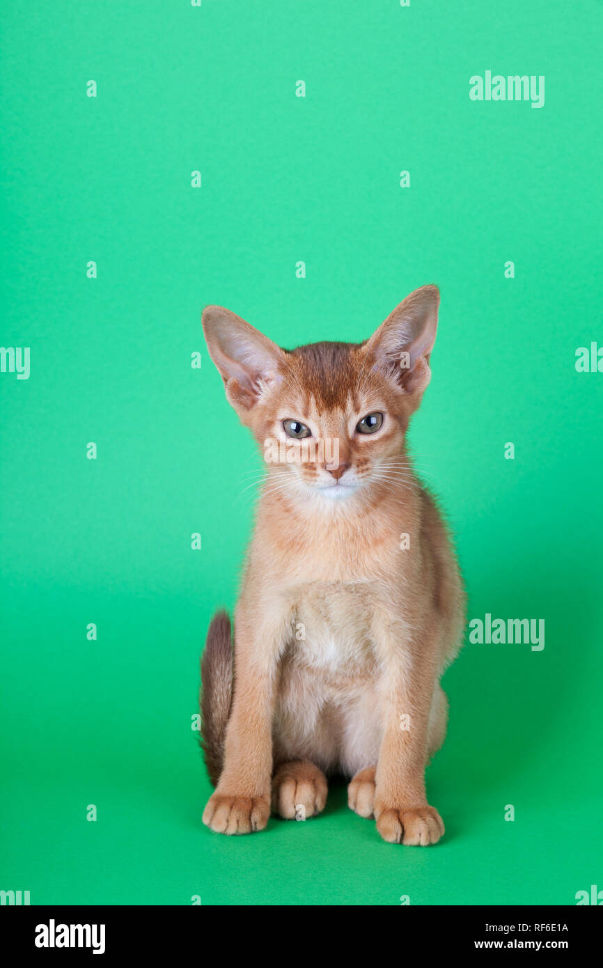 An little abyssinian sorrel cat, kitty on a green background Stock ...