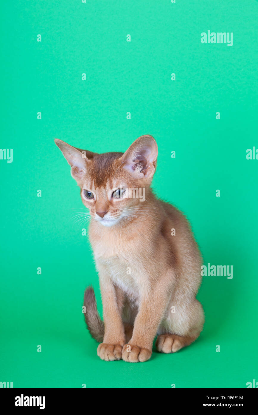 An little abyssinian sorrel cat, kitty on a green background Stock ...