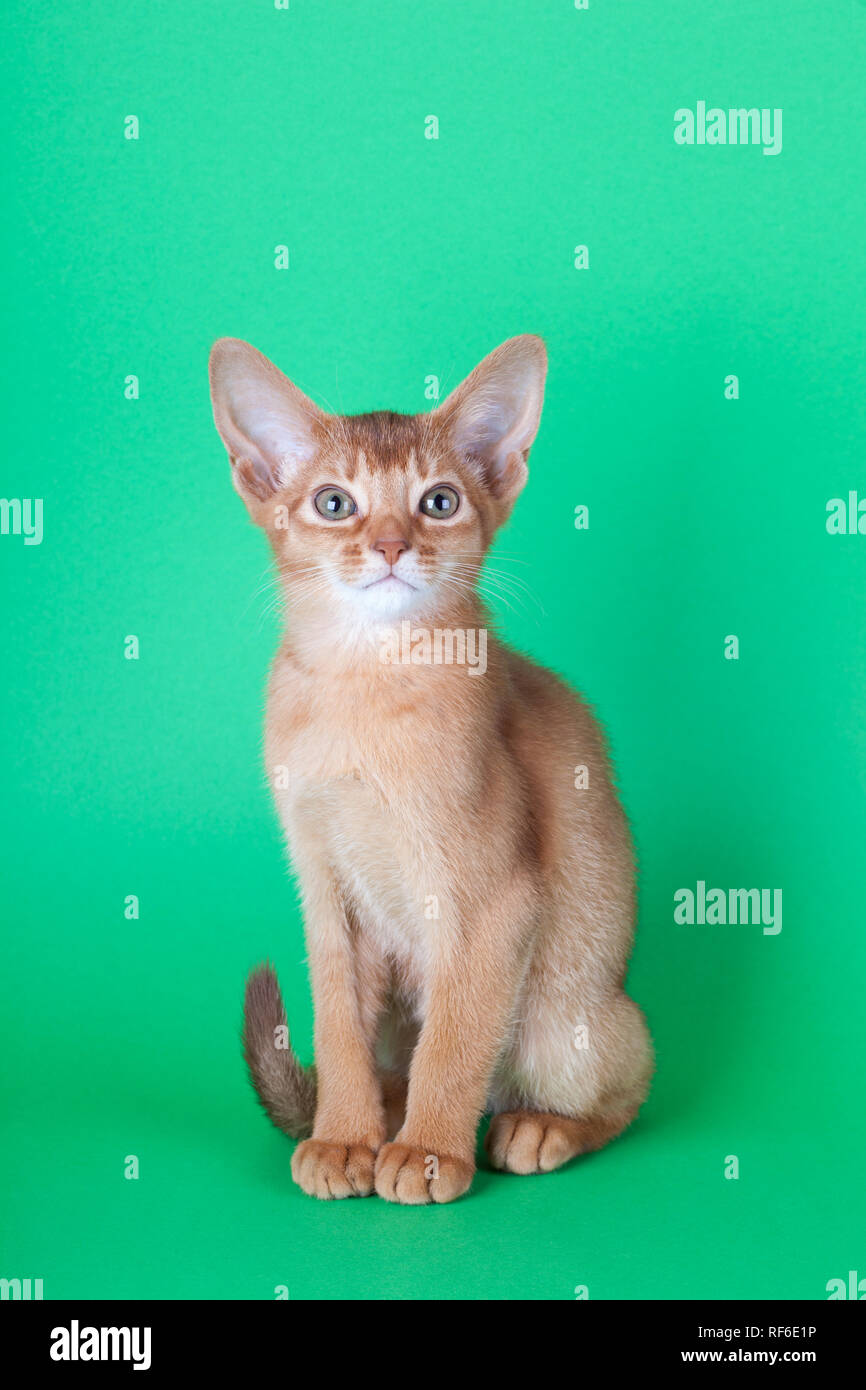 An little abyssinian sorrel cat, kitty on a green background Stock ...