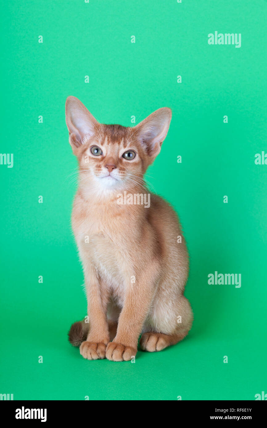 An little abyssinian sorrel cat, kitty on a green background Stock ...