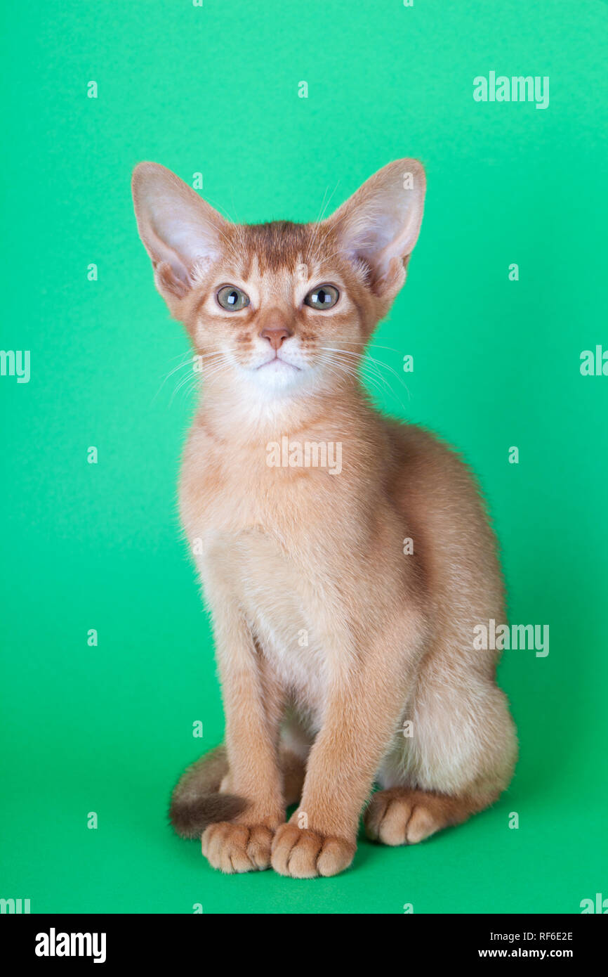An little abyssinian sorrel cat, kitty on a green background Stock ...