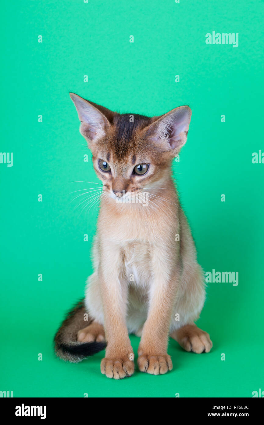 An little abyssinian ruddy cat, kitty on a green background Stock Photo ...