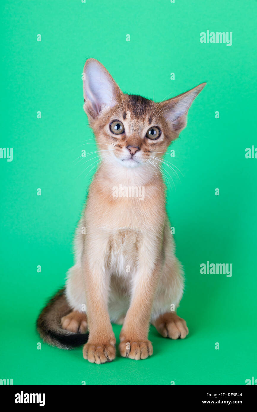 An little abyssinian ruddy cat, kitty on a green background Stock Photo ...