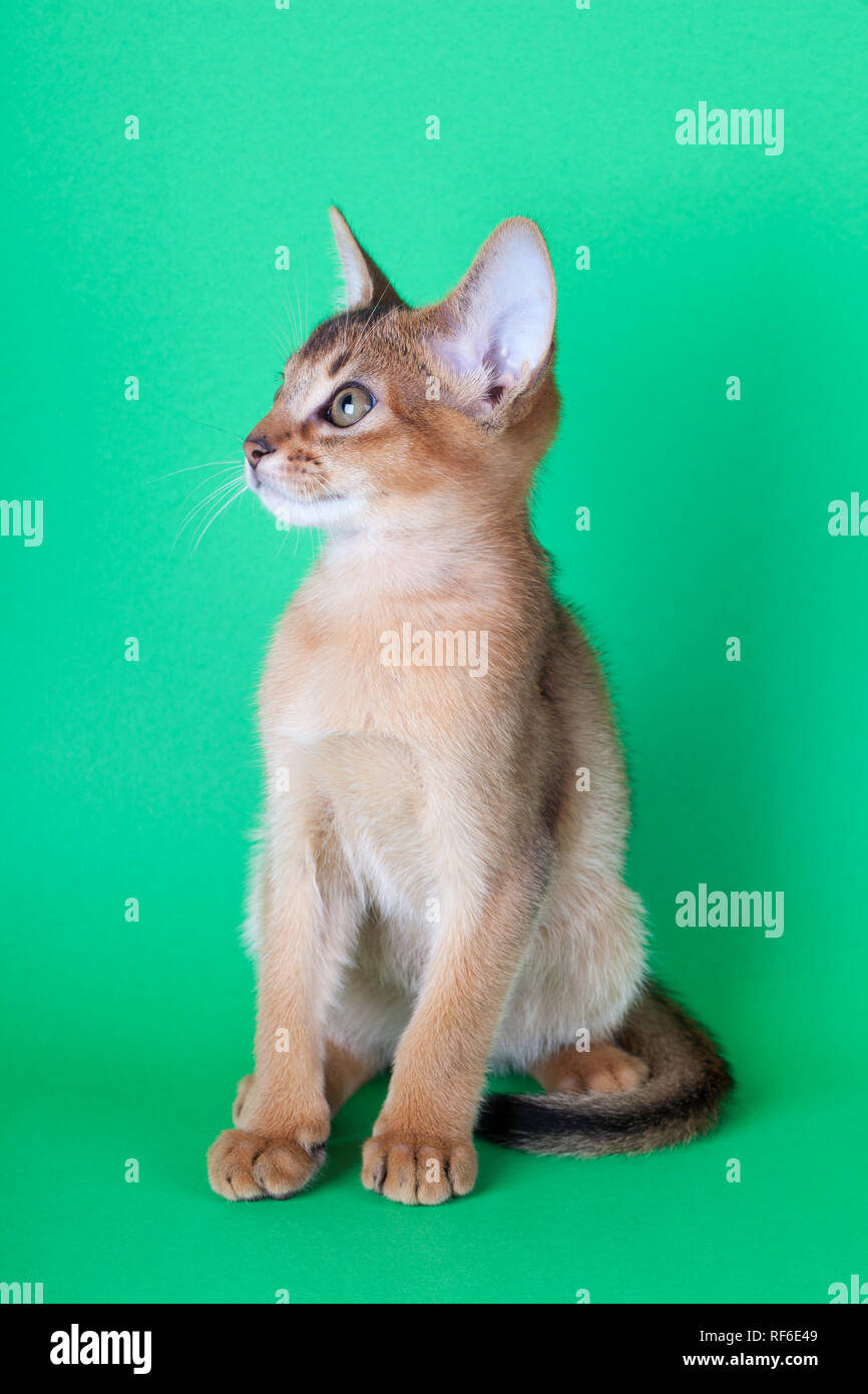 An little abyssinian ruddy cat, kitty on a green background Stock Photo ...