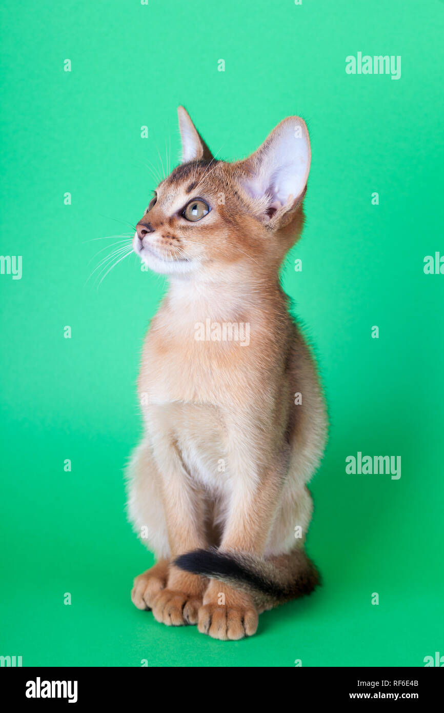 An little abyssinian ruddy cat, kitty on a green background Stock Photo ...