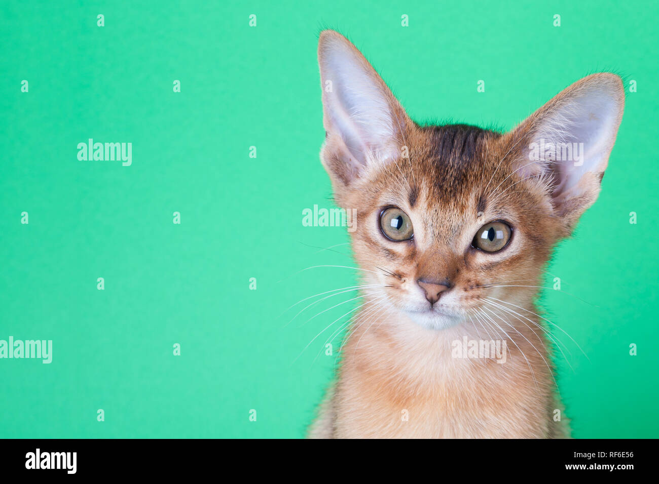 An little abyssinian ruddy cat, kitty on a green background Stock Photo ...