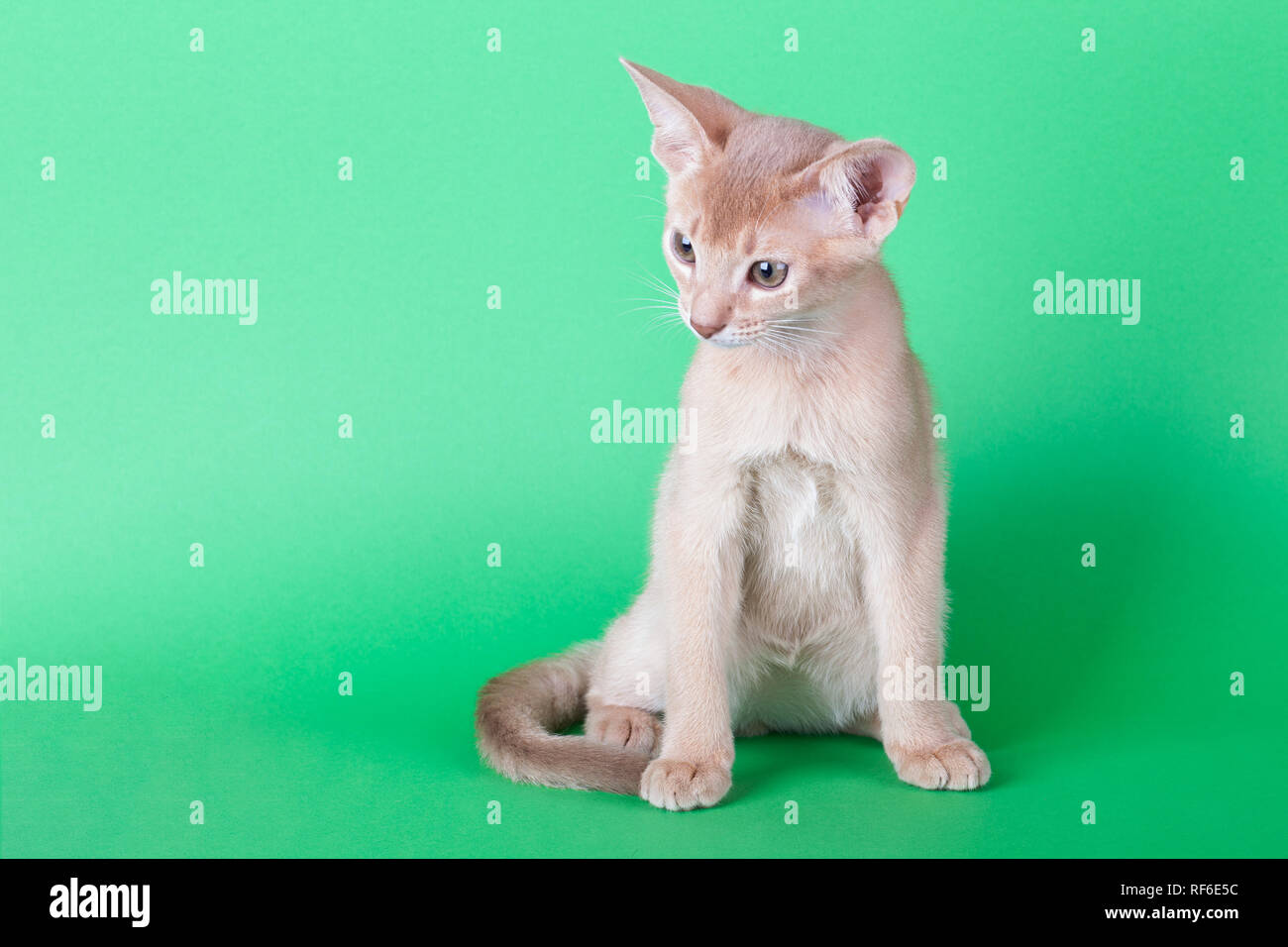 Fawn cat hi-res stock photography and images - Alamy