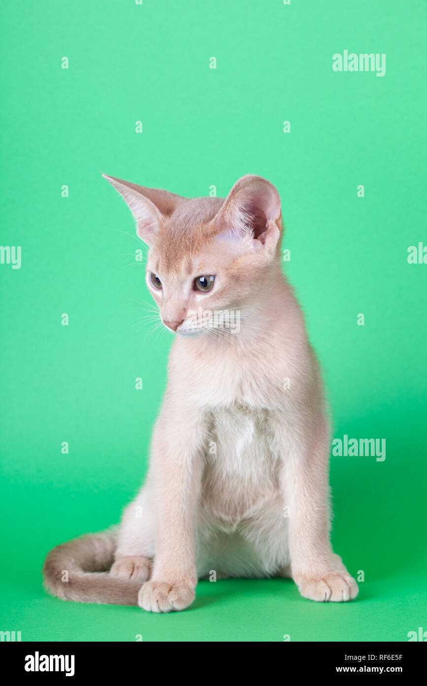 An little abyssinian fawn cat, kitty on a green background Stock Photo ...