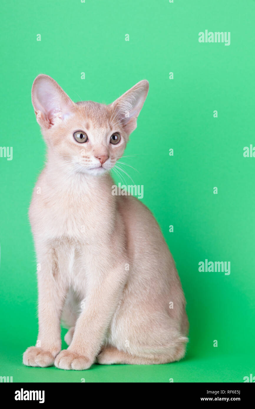 Fawn Abyssinian High Resolution Stock Photography and Images - Alamy