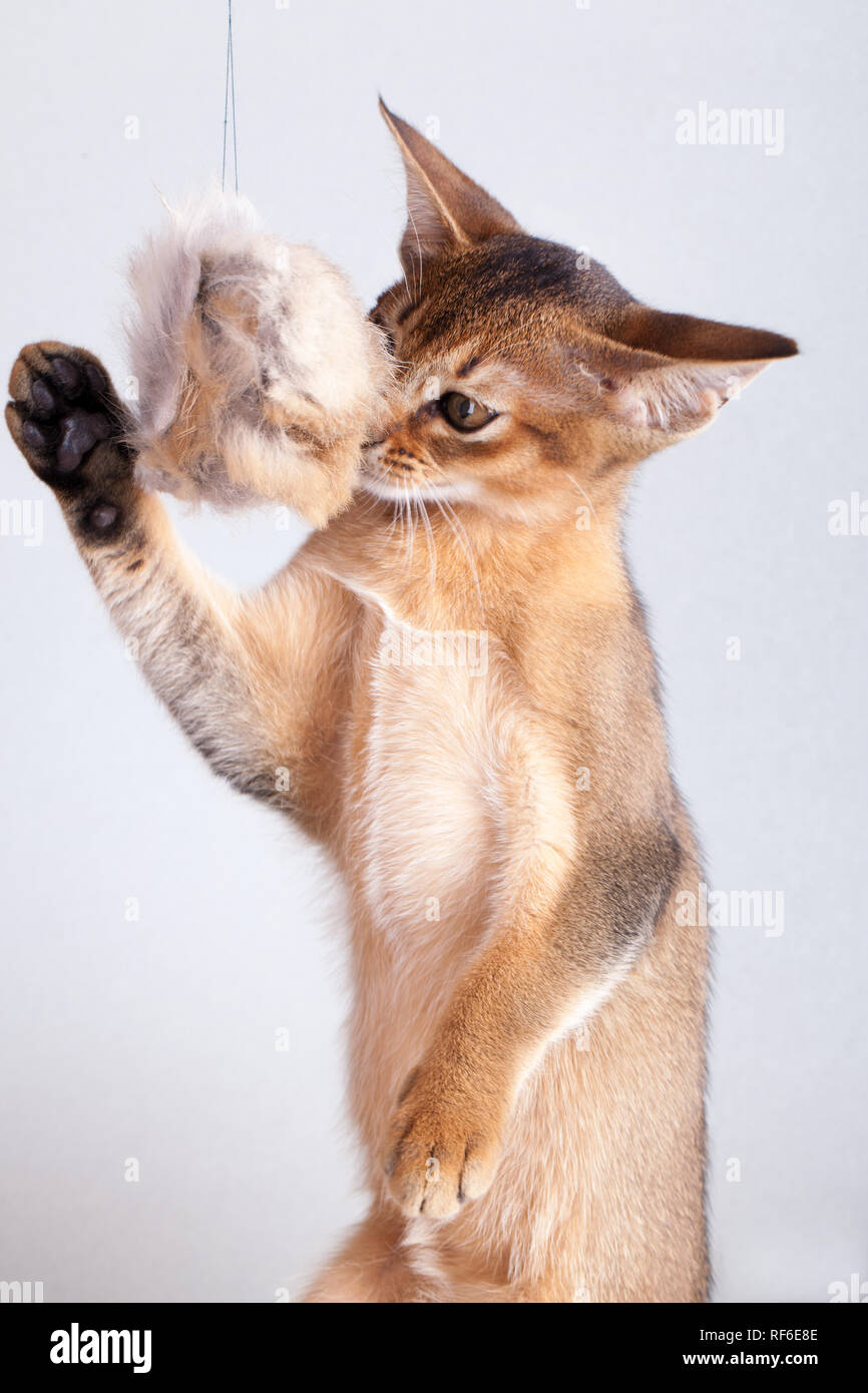 A abyssinian kitten play with the mouse, kitty on a gray background ...