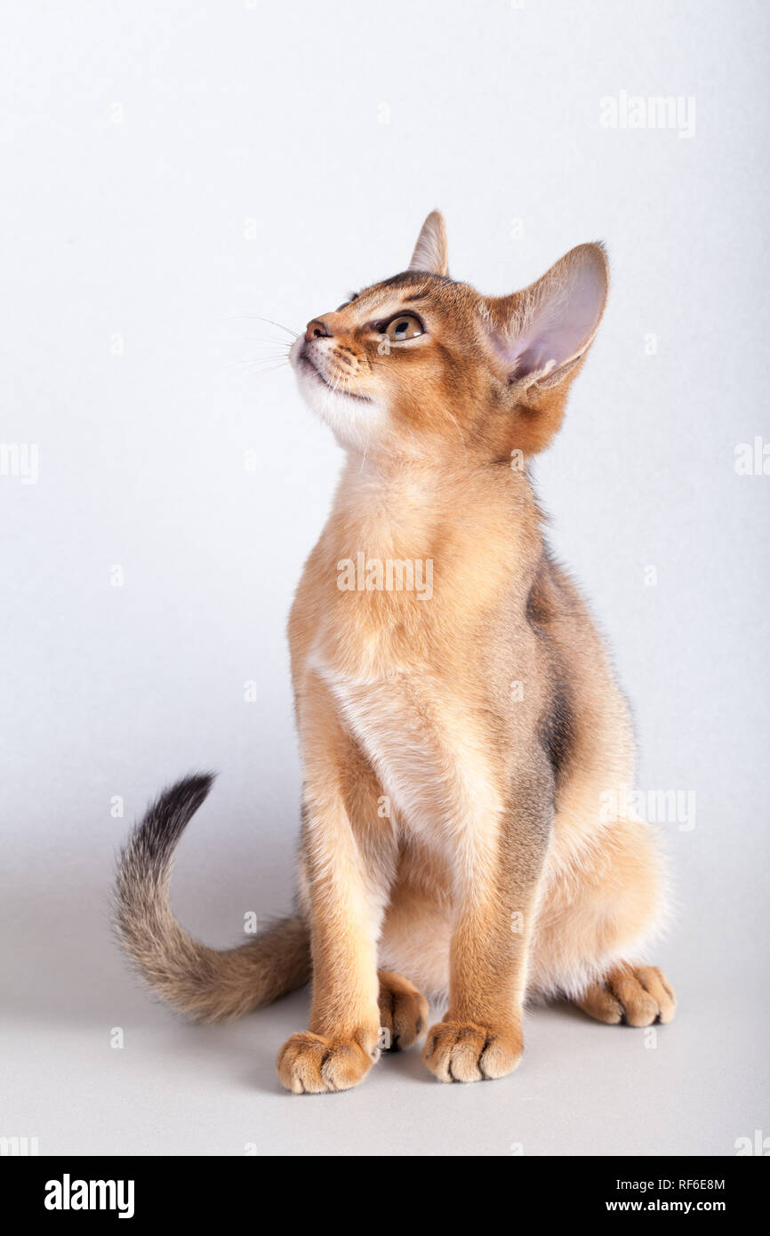 An little abyssinian ruddy cat, kitty on a gray background Stock Photo ...
