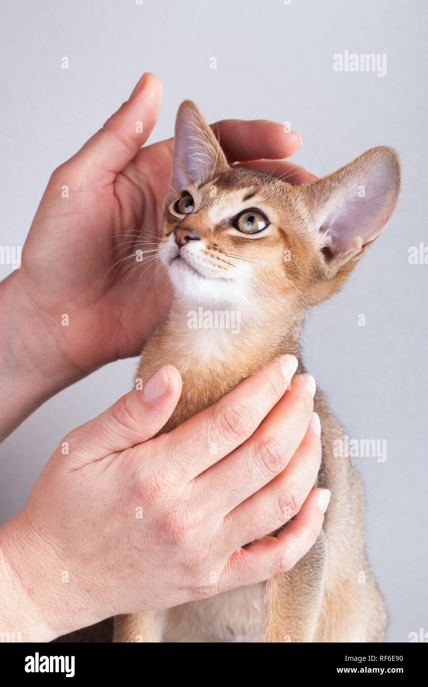 Kitty holding hands hi-res stock photography and images - Alamy