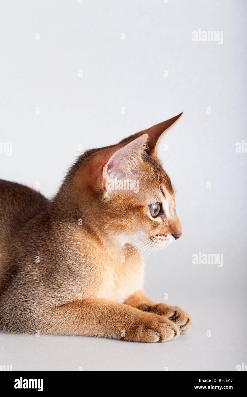An little abyssinian ruddy cat, kitty on a gray background Stock Photo ...