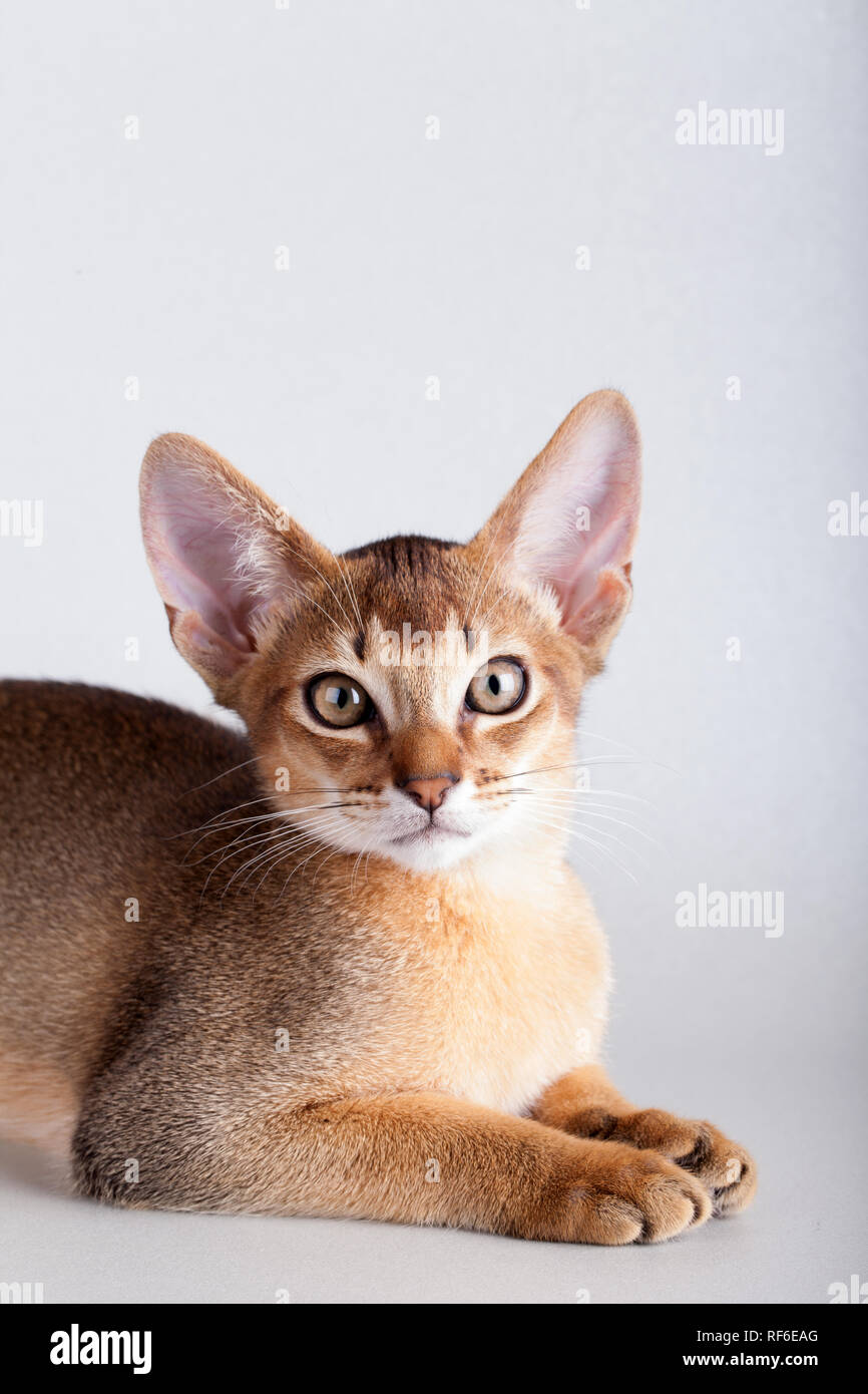 An little abyssinian ruddy cat, kitty on a gray background Stock Photo ...