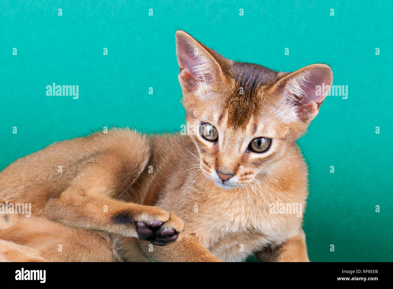 An little male abyssinian ruddy cat, kitty on a green background Stock ...