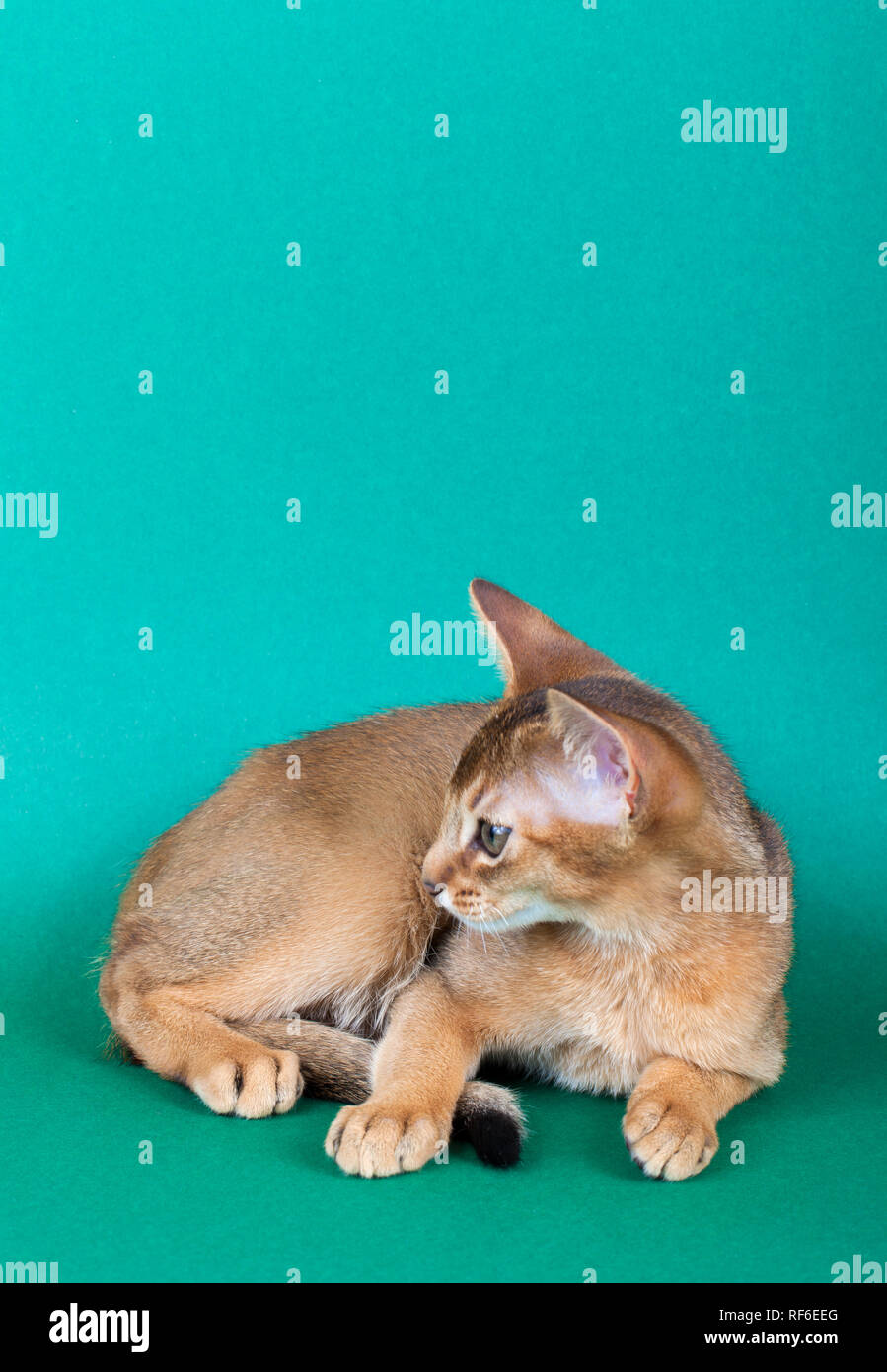 An little male abyssinian ruddy cat, kitty on a green background Stock ...