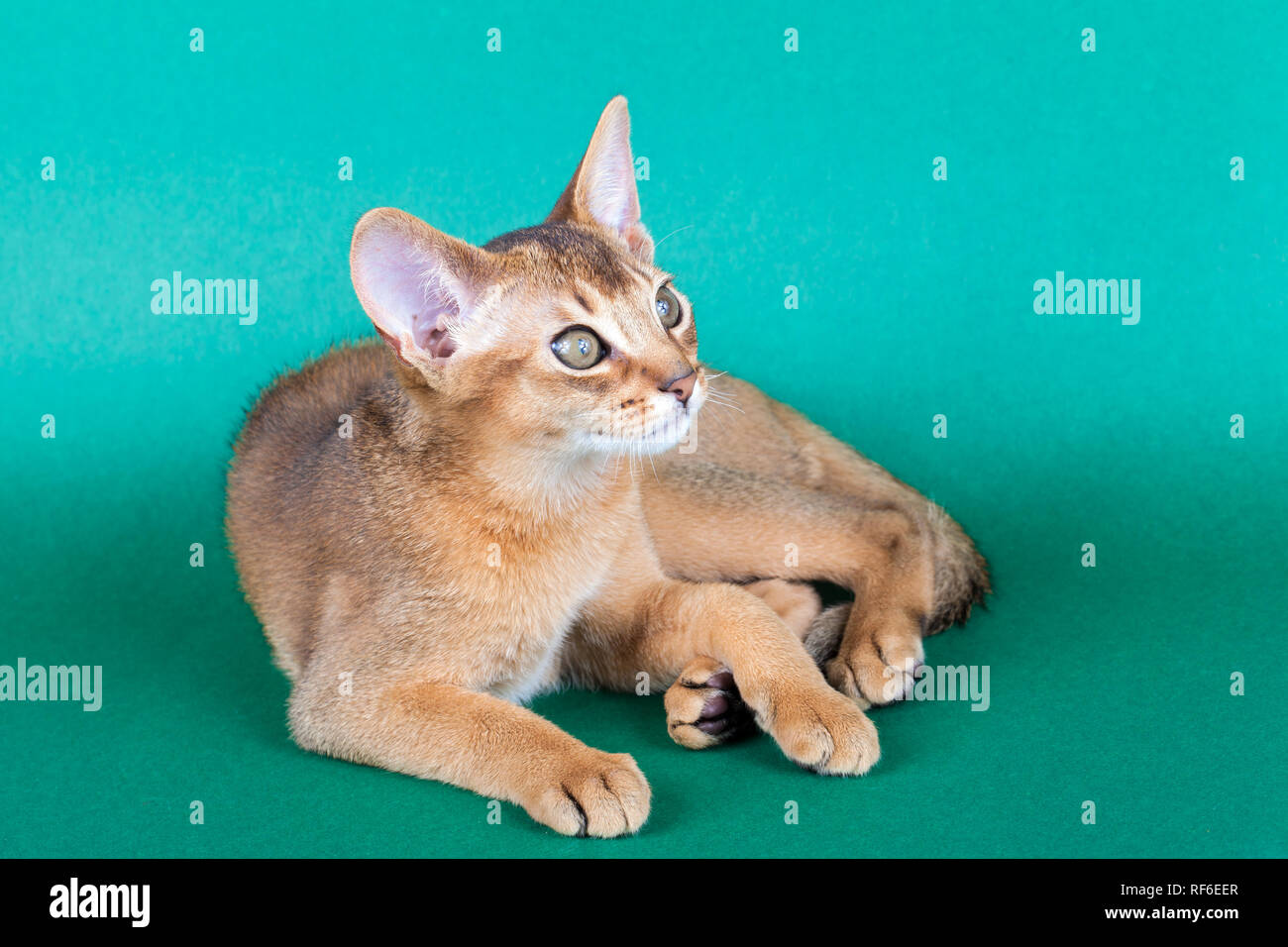 An little male abyssinian ruddy cat, kitty on a green background Stock ...