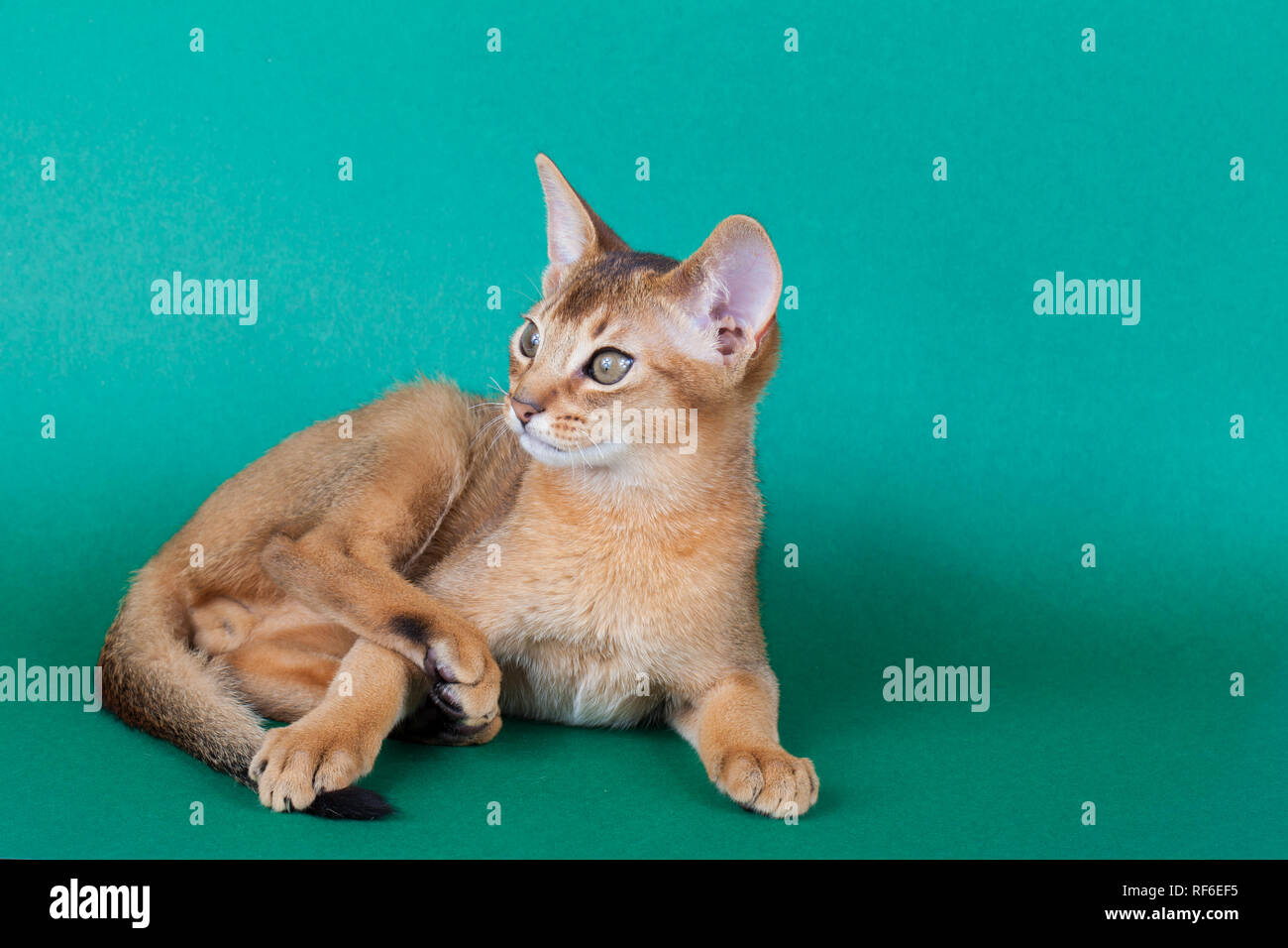 An little male abyssinian ruddy cat, kitty on a green background Stock ...