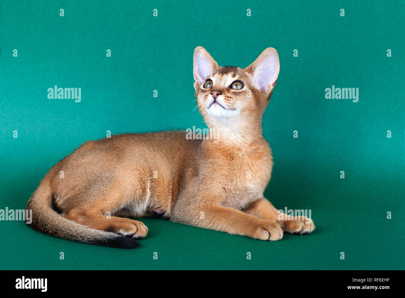 An little male abyssinian ruddy cat, kitty on a green background Stock ...