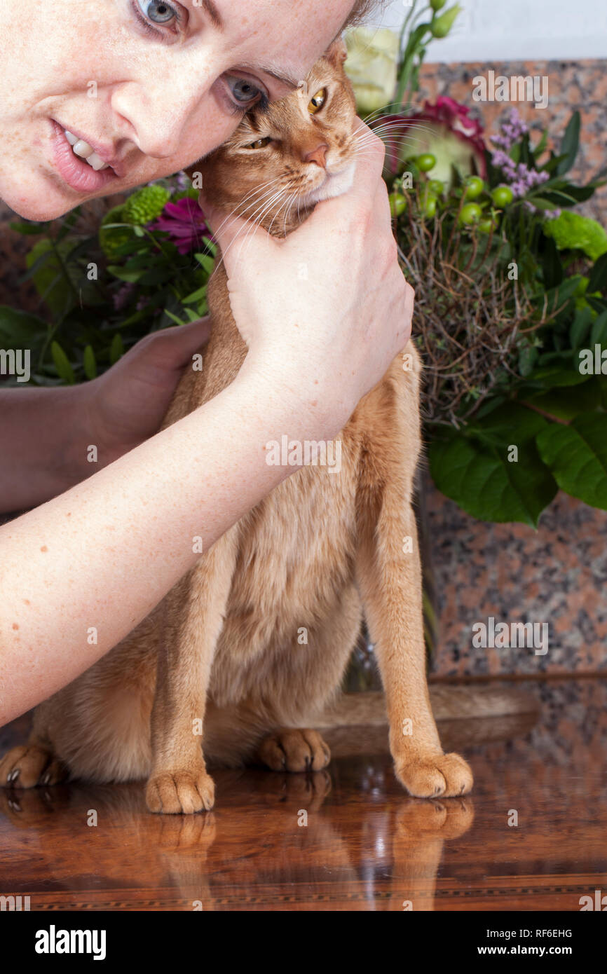 a sorrel female abyssinian cat on a brown table, with caress woman ...