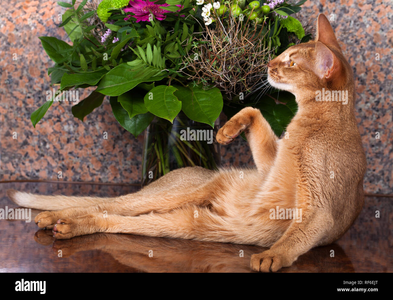a sorrel female abyssinian cat on a brown table, with bunch of flowers ...