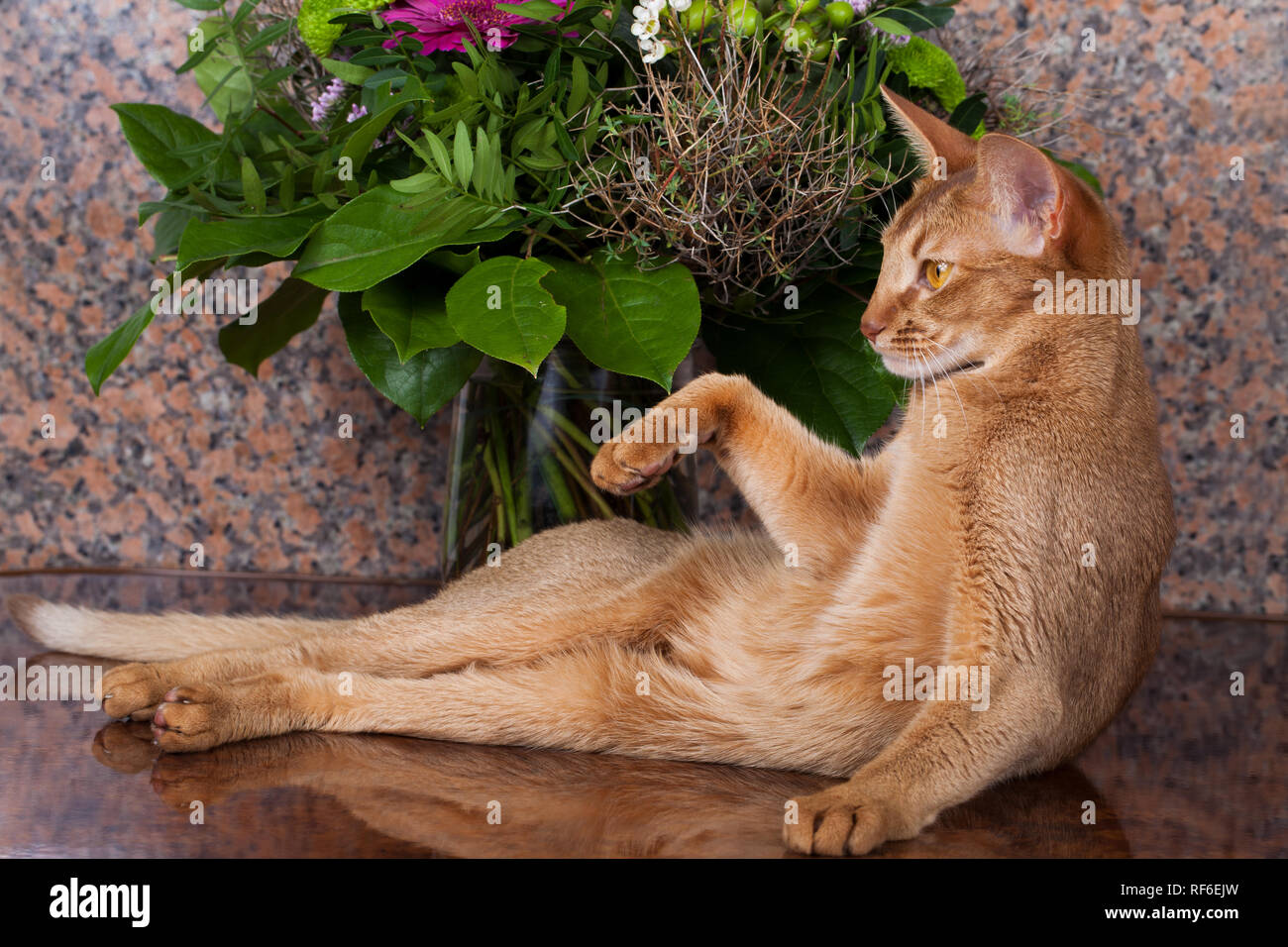 Sorrel Abyssinian Cat
