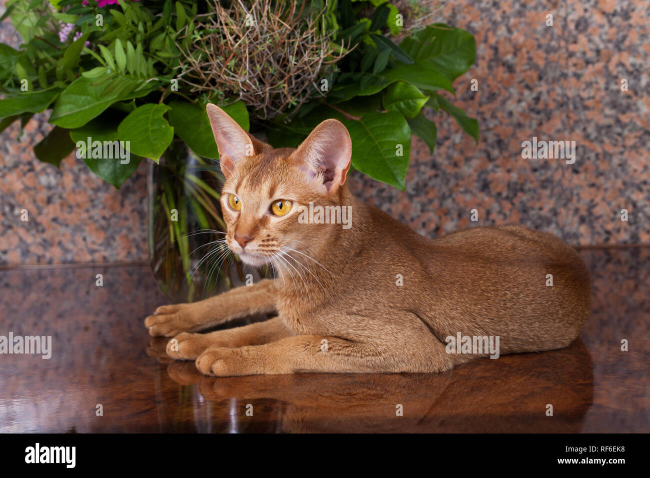 a sorrel female abyssinian cat on a brown table, with bunch of flowers ...