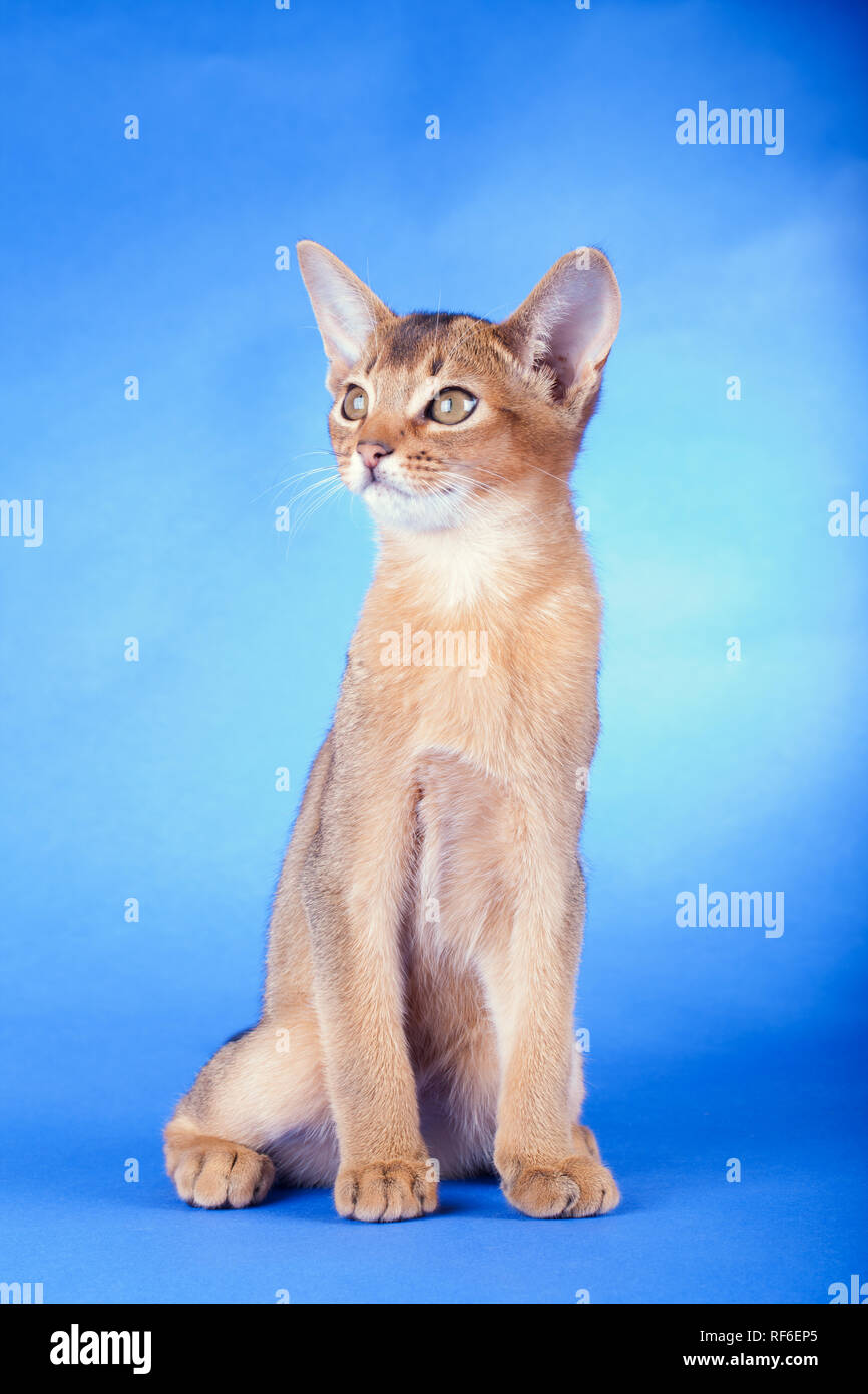 An little abyssinian ruddy cat, kitty on a blue background Stock Photo ...