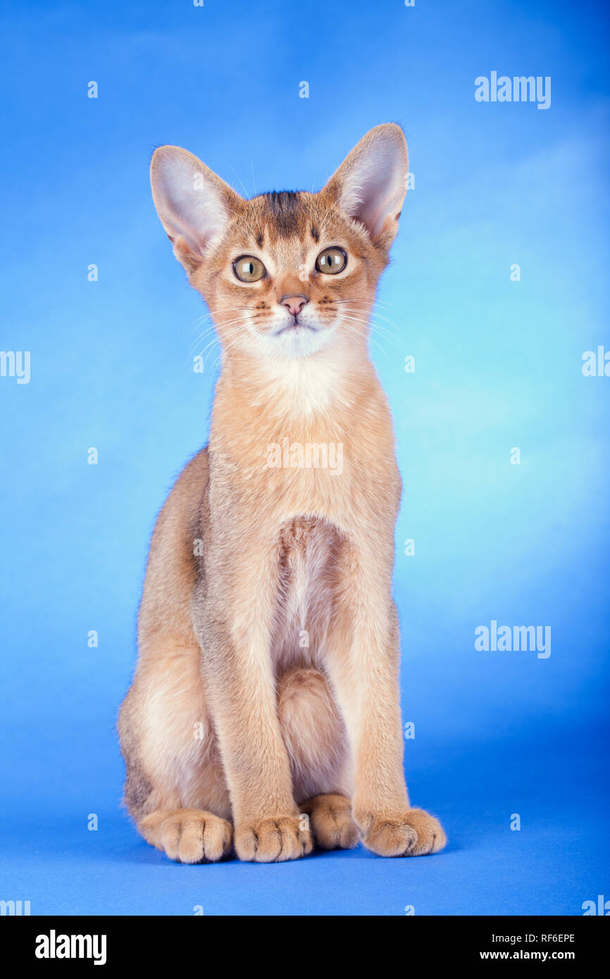 Ruddy blue hi-res stock photography and images - Alamy