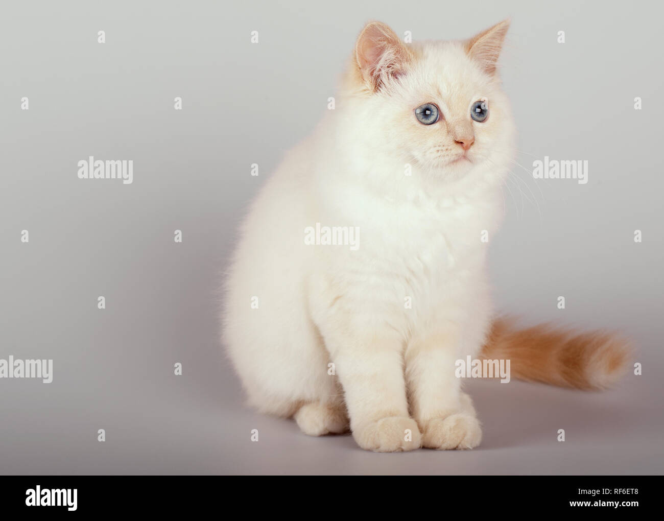 Birman cat hi-res stock photography and images - Alamy