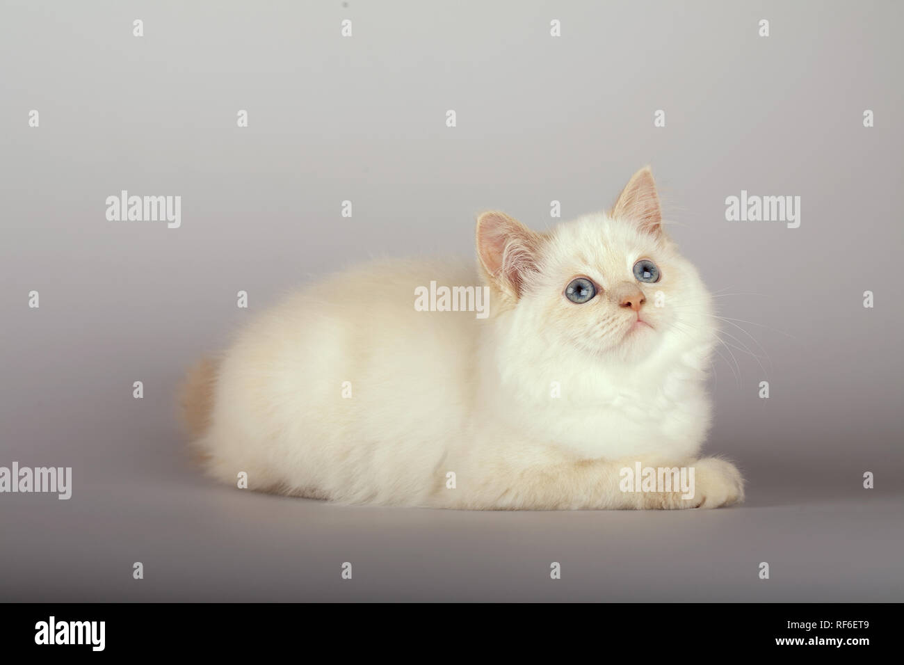 Red point birman hi-res stock photography and images - Alamy