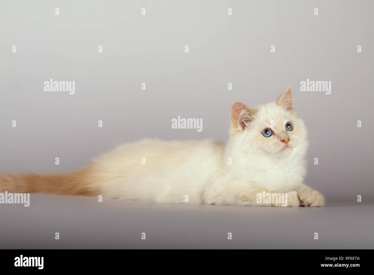 Red point birman hi-res stock photography and images - Alamy