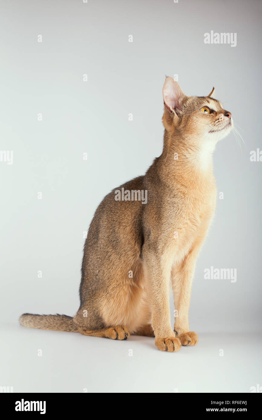 An abyssinian ruddy cat on a white background Stock Photo - Alamy