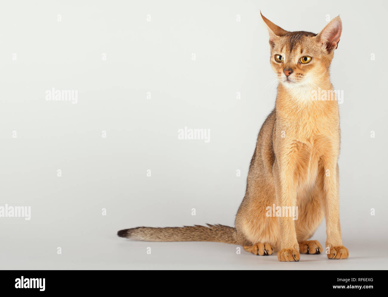 Abyssinian On Blanket High Resolution Stock Photography and Images - Alamy