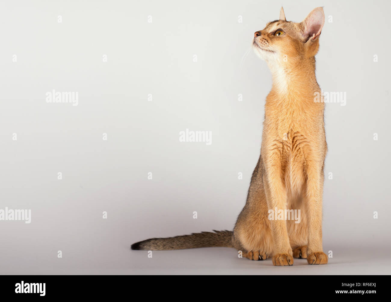 An abyssinian ruddy cat on a white background Stock Photo - Alamy