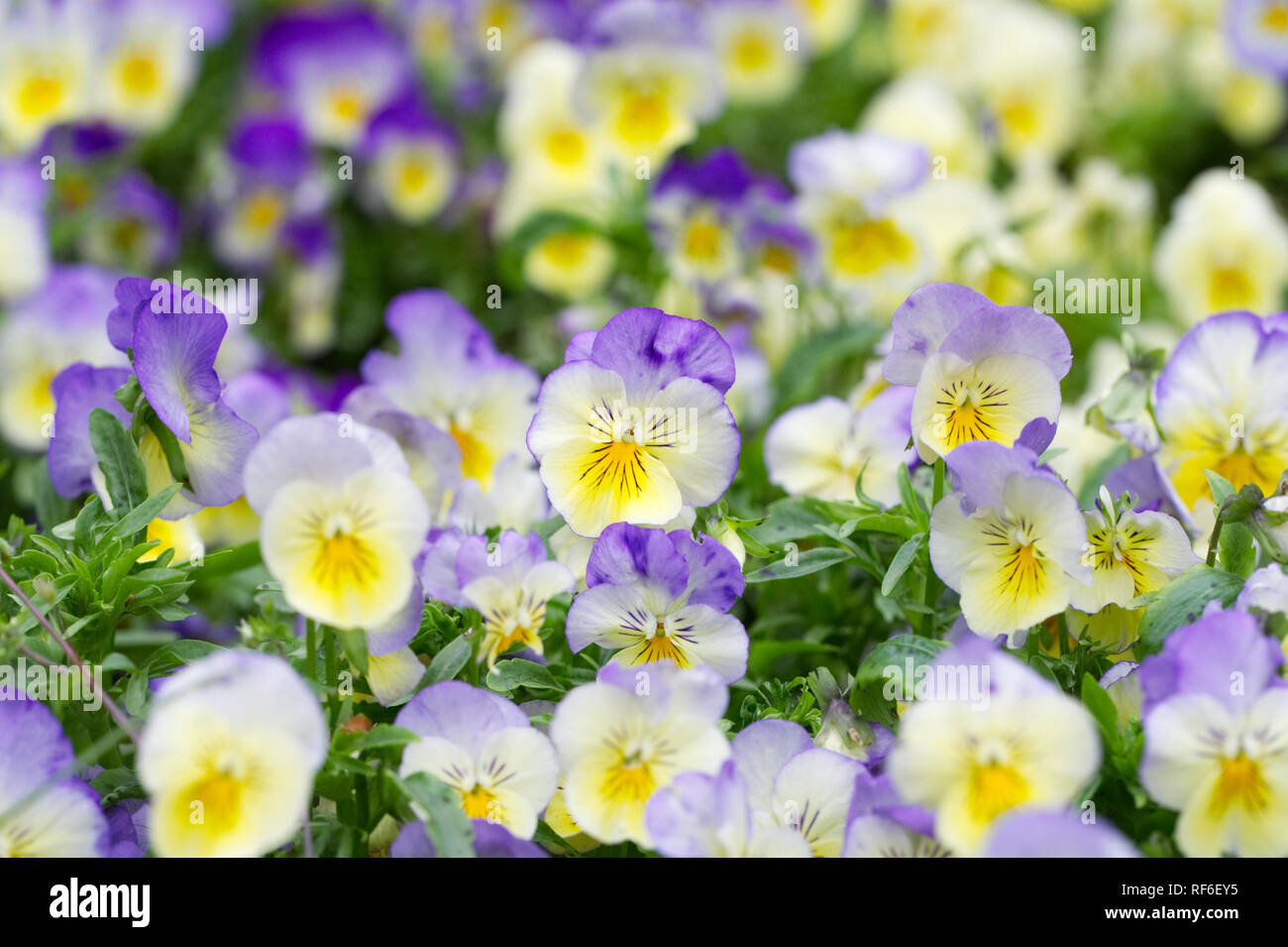 Blue violas flowers hi-res stock photography and images - Alamy